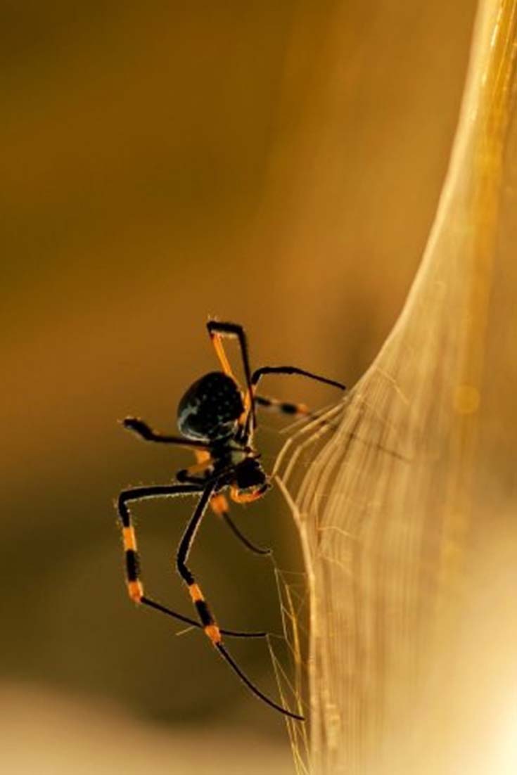 LIFE THAT CREATES INCREDIBLE SILK, SPIDER SILK FABRIC ผ้าทอใยแมงมุม ...